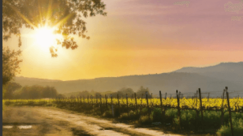 Cal Yee Farms | Local Dried Fruits & Nuts in Fairfield, CA